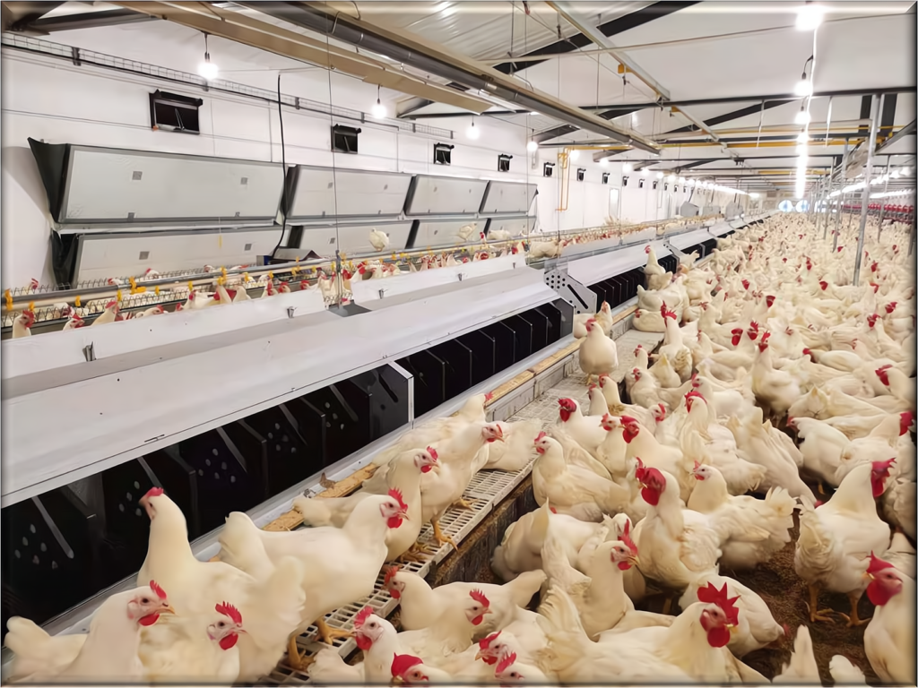 Nesting systems - Catchoe - China poultry equipment supplier