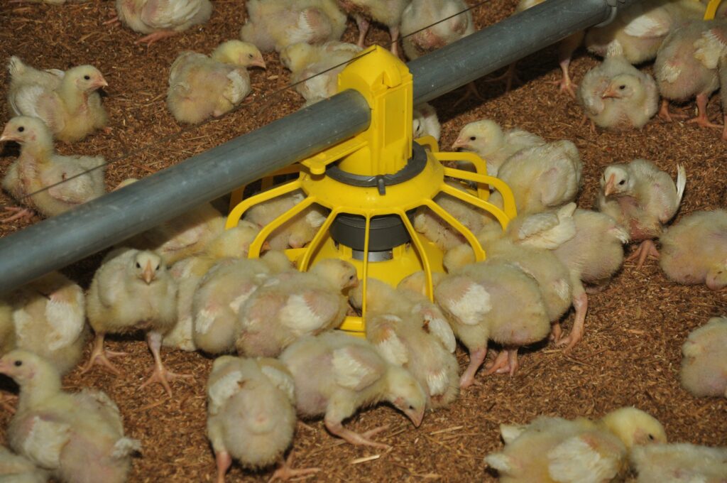 Broiler equipment - Catchoe - China livestock building supplier