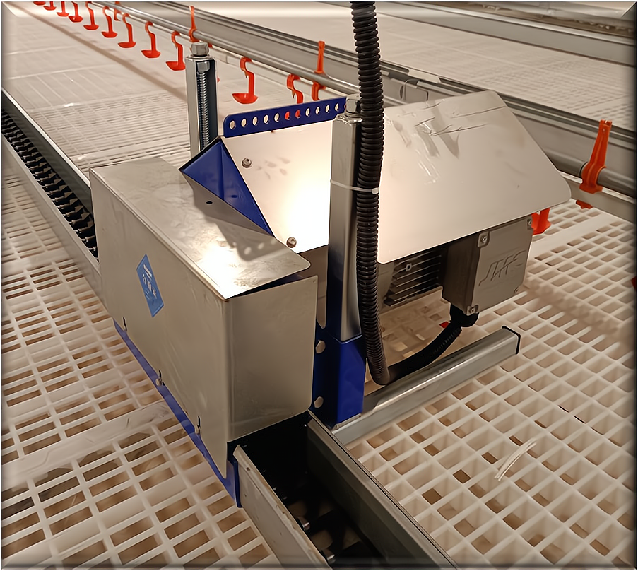 Female chain feeding system - Catchoe - China poultry equipment supplier